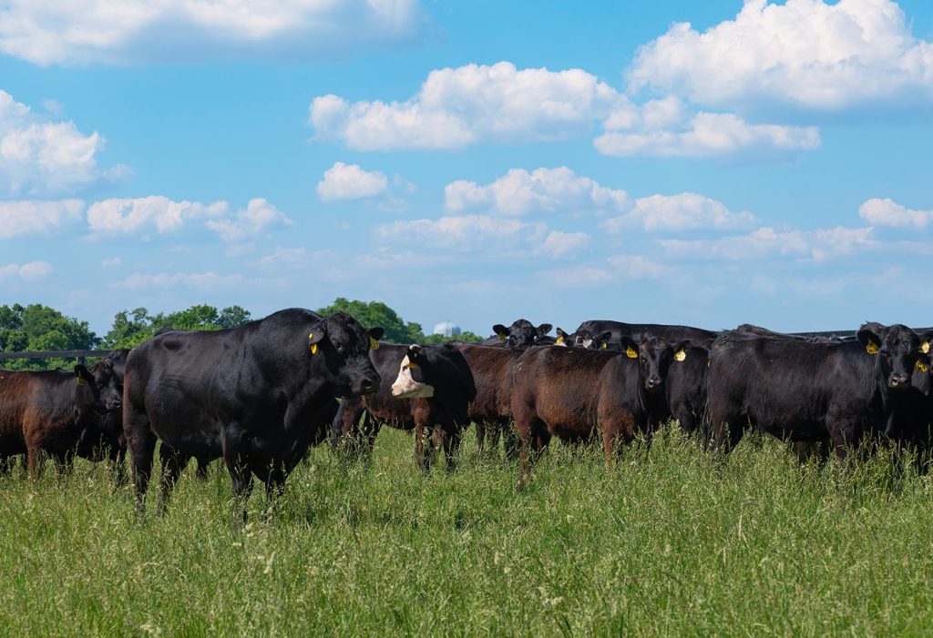 Noche Linda Farms | Elite Bred Heifers for Sale