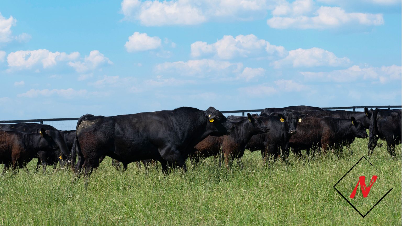 Noche Linda Farms | Elite Bred Heifers for Sale